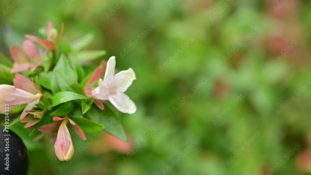Abelia Grandiflora Flowers. Tiny white flowers on a green background ...