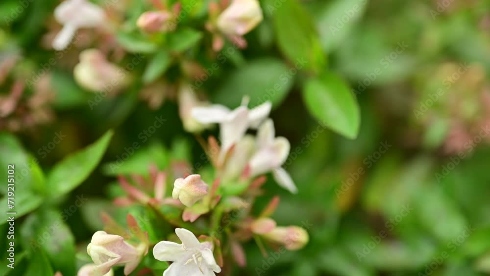 Abelia Grandiflora Flowers. Tiny white flowers on a green background ...