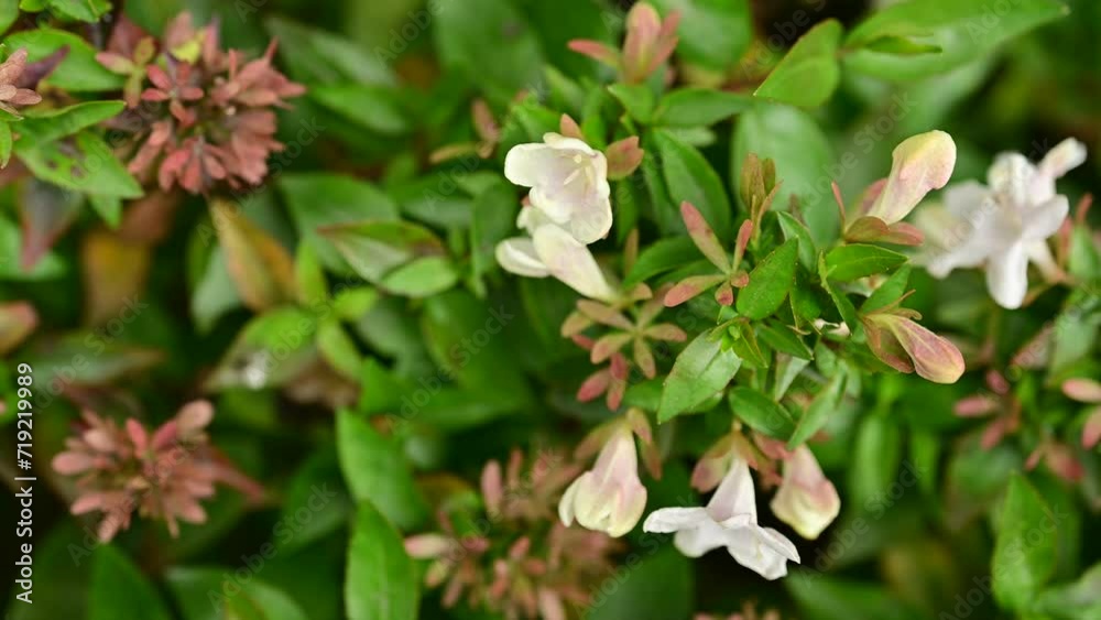 Abelia Grandiflora Flowers. Tiny white flowers on a green background ...