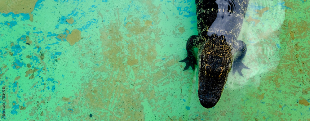 Captive Alligators Details of Teeth and Jaws Powerful Animals Looking ...