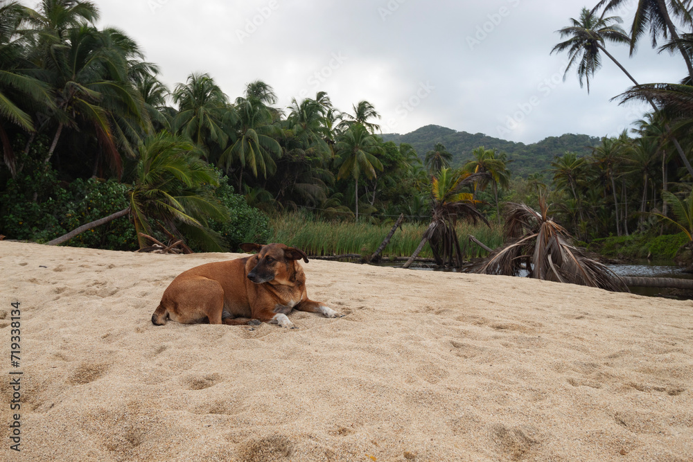 Brown half breed dog laying down in a beach with mangrove swamp jungle ...