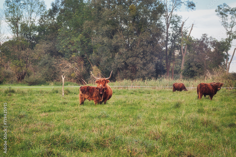 Highland Cows in the Field - Schottisches Hochlandrind - mit Kalb ...