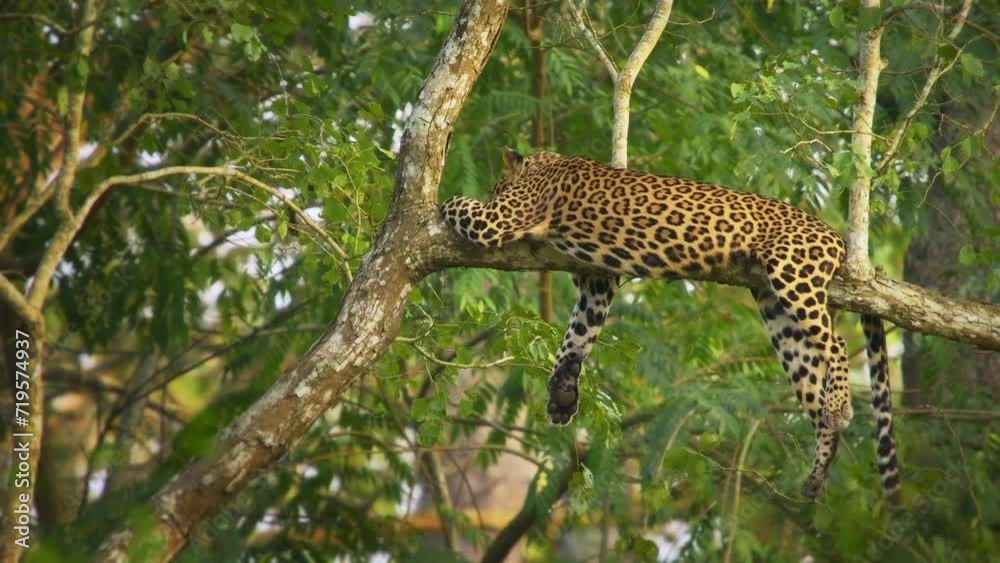 Leopard - Panthera pardus, big spotted yellow cat in India, genus ...