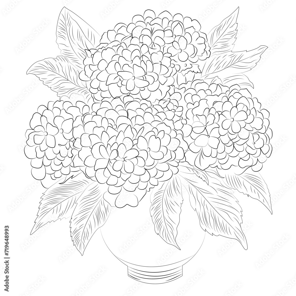 Hydrangea. Linear doodle, coloring book for children and adults. .For ...