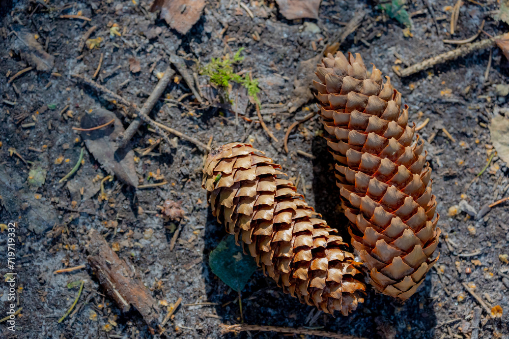Selective focus of brown fruits of Picea abies flaaen from the tree in ...