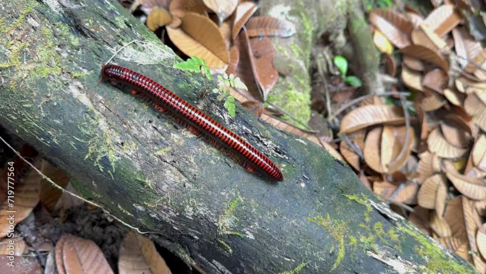 Madagascar Fire Millipede climbing on a tree branch. Masoala National ...