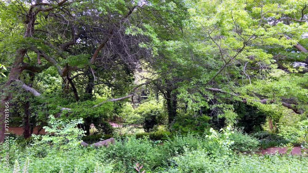 Insects flying in the garden by tall green shaded trees Stock Video ...