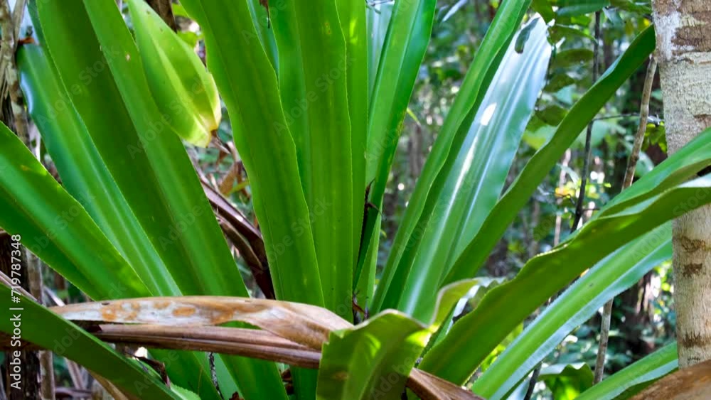 Large flax plant growing in the remote wilderness of rainforest on a ...