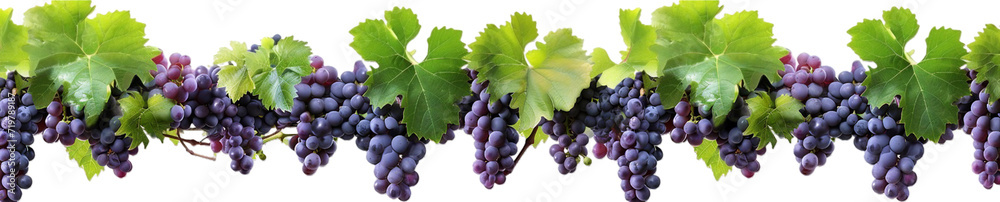Vineyard, transparent background, isolated image, generative AI Stock ...