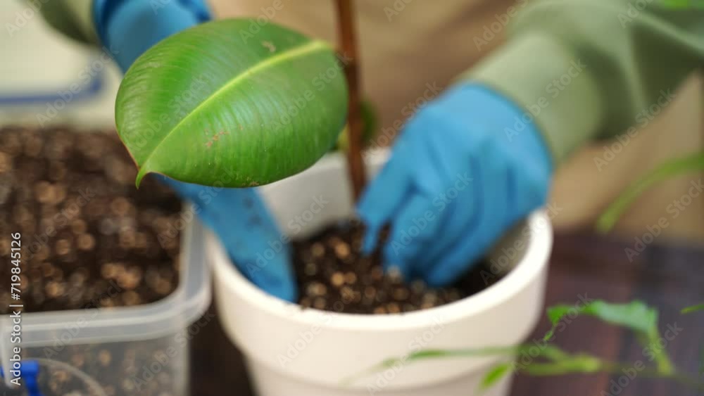 Gardener woman transplants fikus home garden plants into new pots for ...