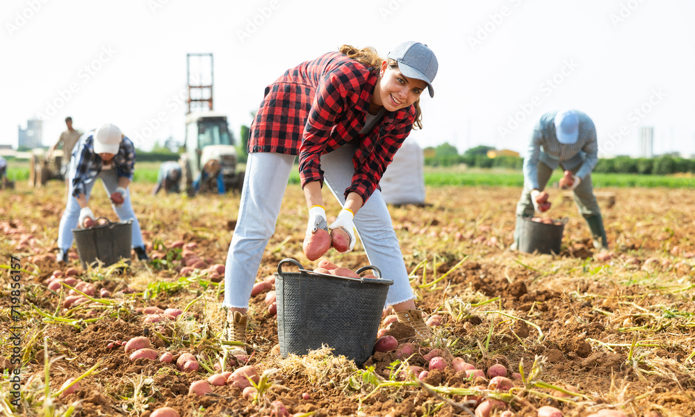 Smiling young girl farm worker picking potato tubers dug out of soil by ...