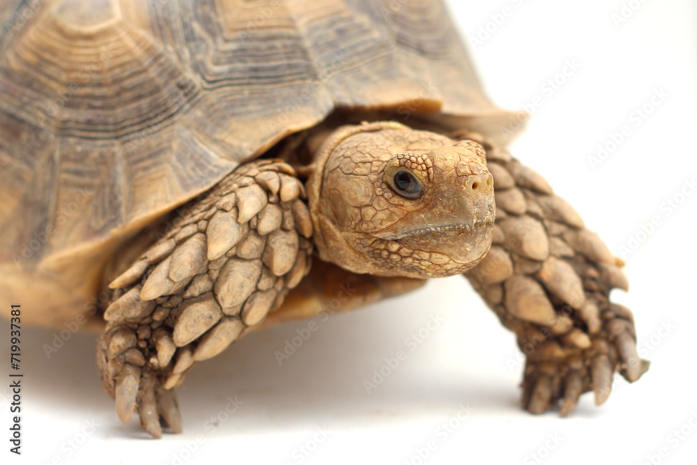 Cute small baby African Sulcata Tortoise in front of white background ...
