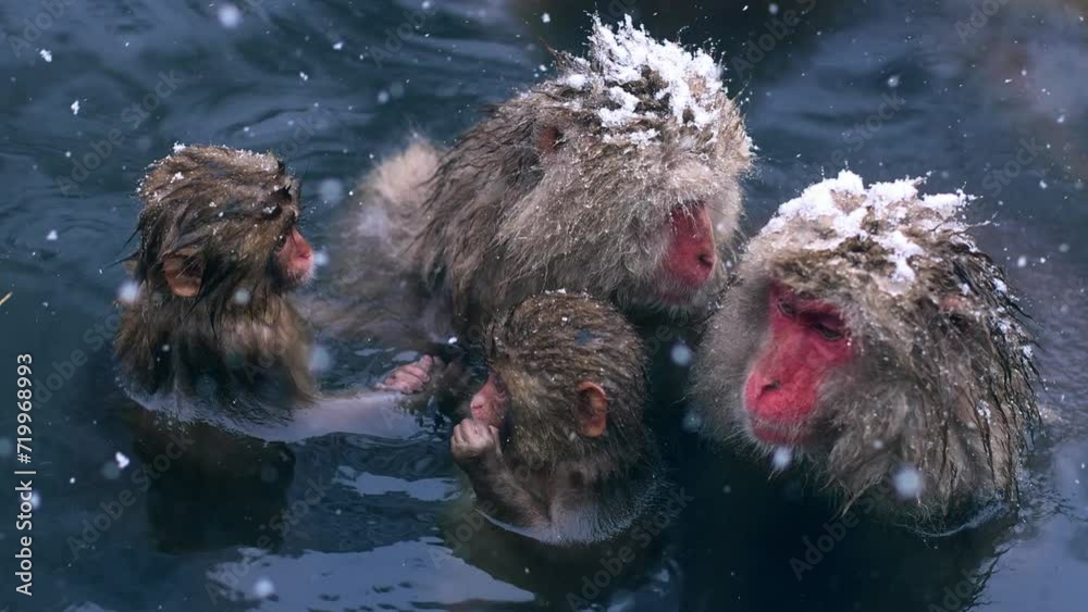 Snow monkeys bathing in a hot spring in Japan in winter, wildlife in ...