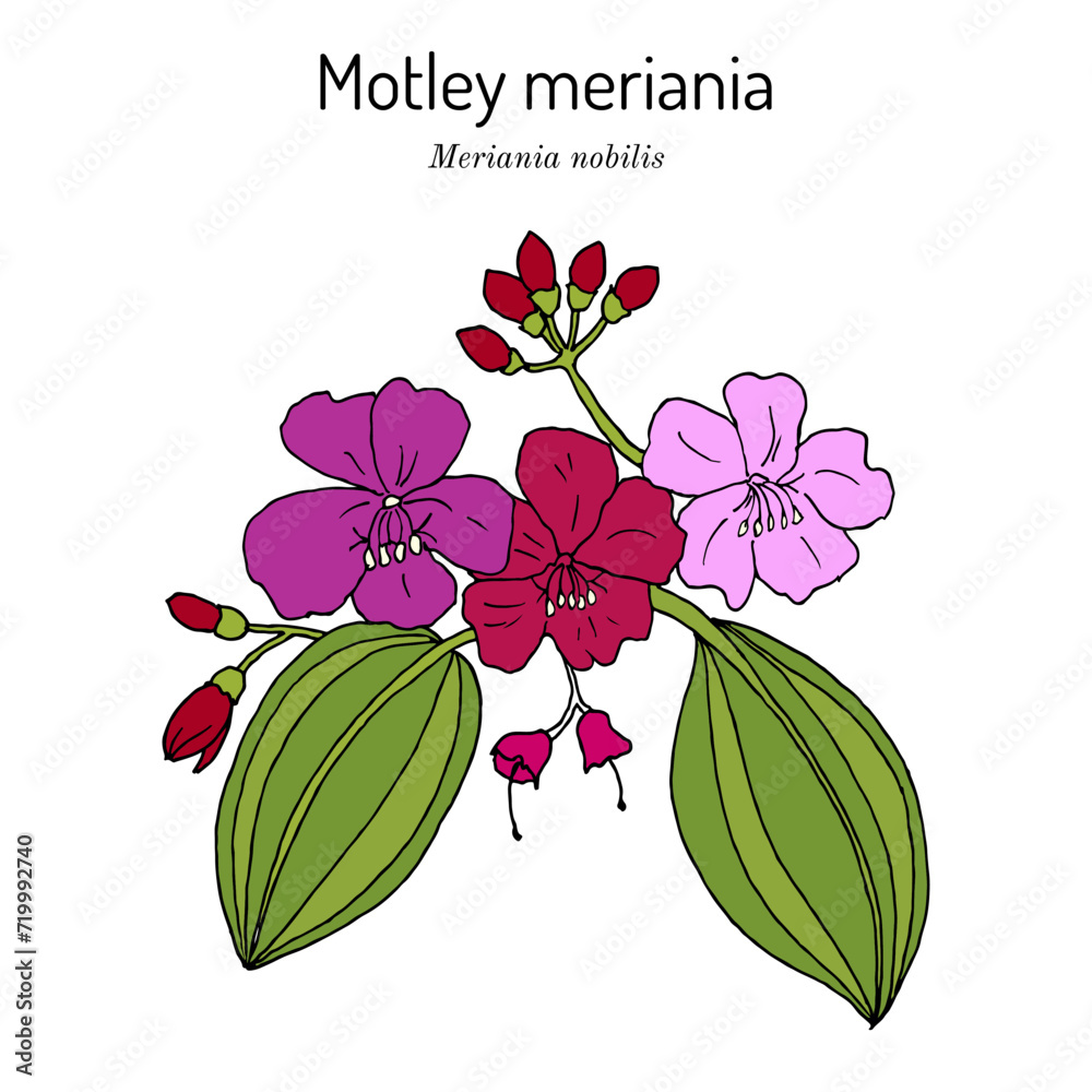 Motley meriania (meriania nobilis), ornamental and medicinal plant ...
