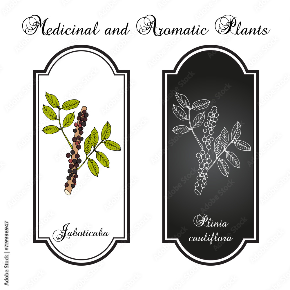 Brazilian grapetree, or jaboticaba (Plinia cauliflora), edible and ...