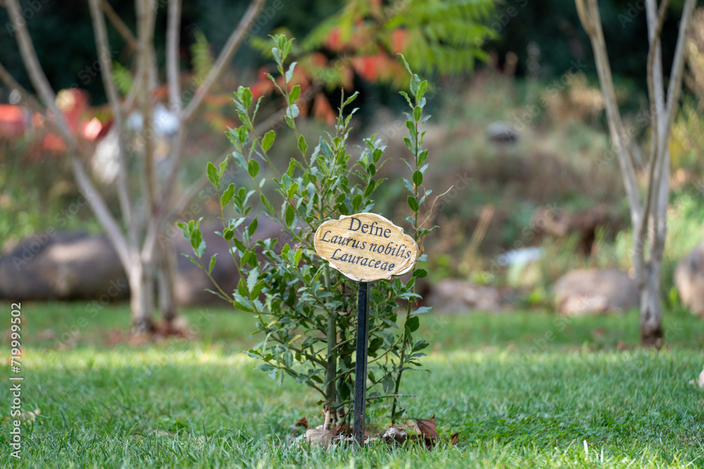 Laurel (Laurus nobilis) in the botanical garden. Laurus nobilis is an ...
