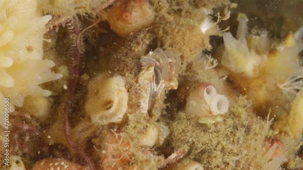 Crustacea Balanus sp. species of acorn barnacle, family Balanidae. It ...