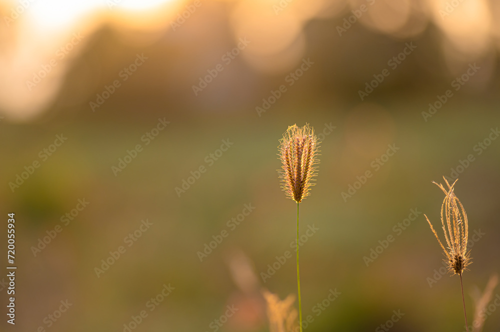 Windmill grass or finger grass of Chloris genus with blurry soft ...