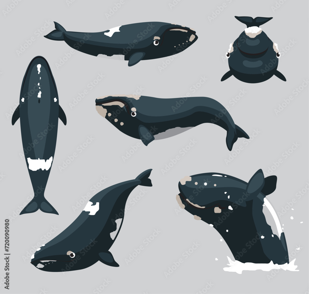 Sea Mammal Right Whale Poses Cartoon Vector Illustration Set Stock ...