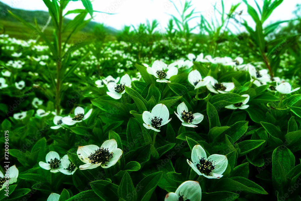 Flora of northern Scandinavia. The strict carved petal beauty of the ...