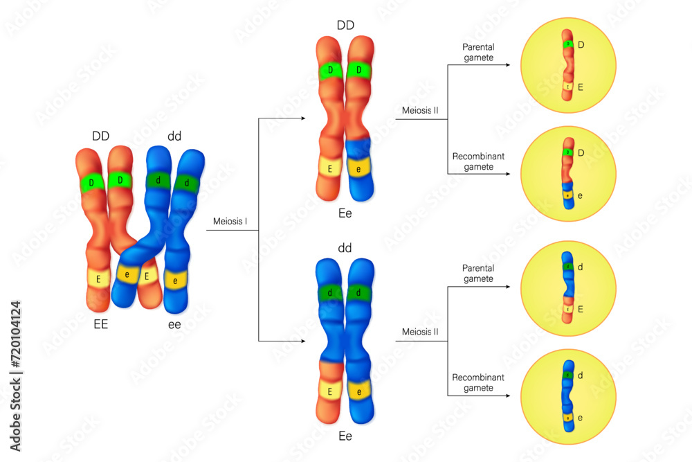 Crossing over vector. The exchange of DNA between paired homologous ...