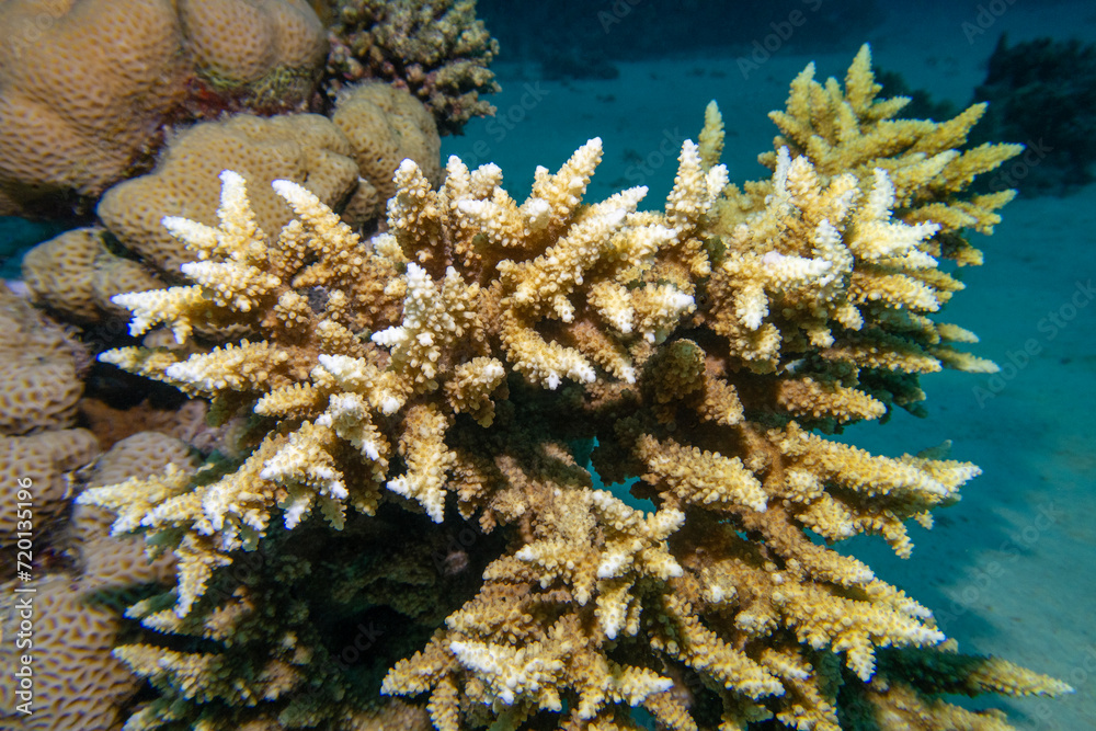Coral reef with Acropora coral (Scleractinia) at sandy bottom of ...