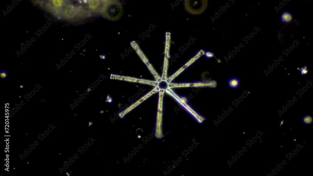 Asterionella diatom from lake Biwa, Japan. This beautiful diatom owes ...