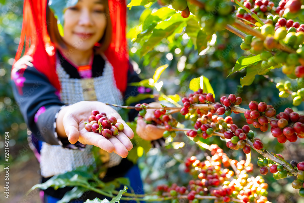 Happy Asian woman farmer picking red cherry coffee beans in coffee ...