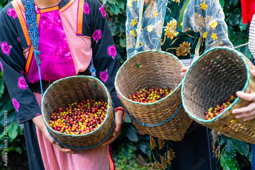 Group of Asian woman farmer picking red cherry coffee beans in coffee plantation in Chiang Mai ...