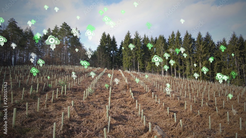 Woodland marked with pits dug for tree plantation. Restoring damaged ...