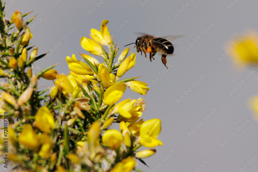 Abeja apis mellifera volando hacia flores amarillas del arbusto Genista ...