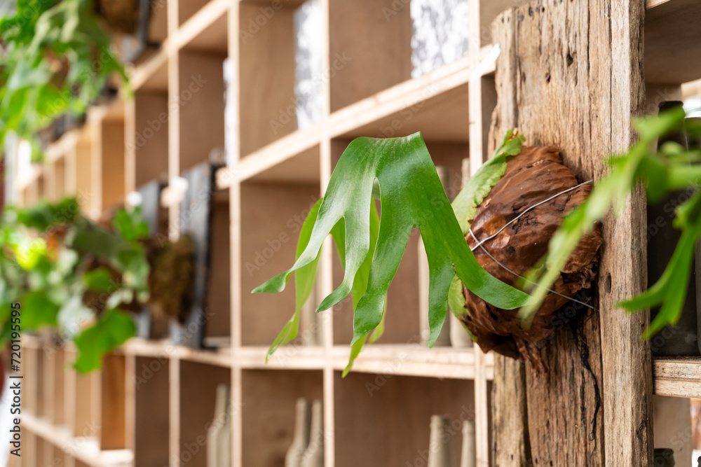 Beautiful platycerium, staghorn fern, deer antler leaves on the wall ...
