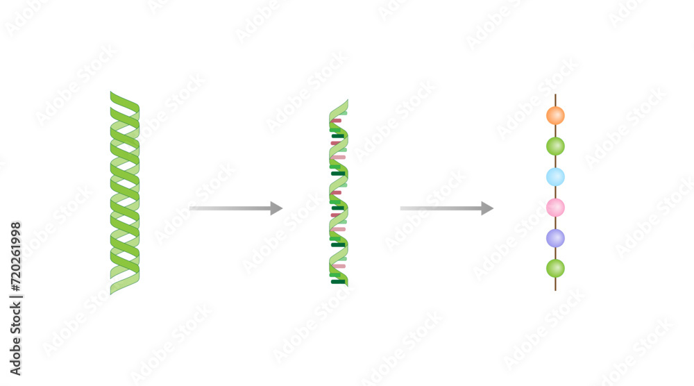 Transcription and Translation. DNA, mRNA and Protein synthesis. DNA is ...