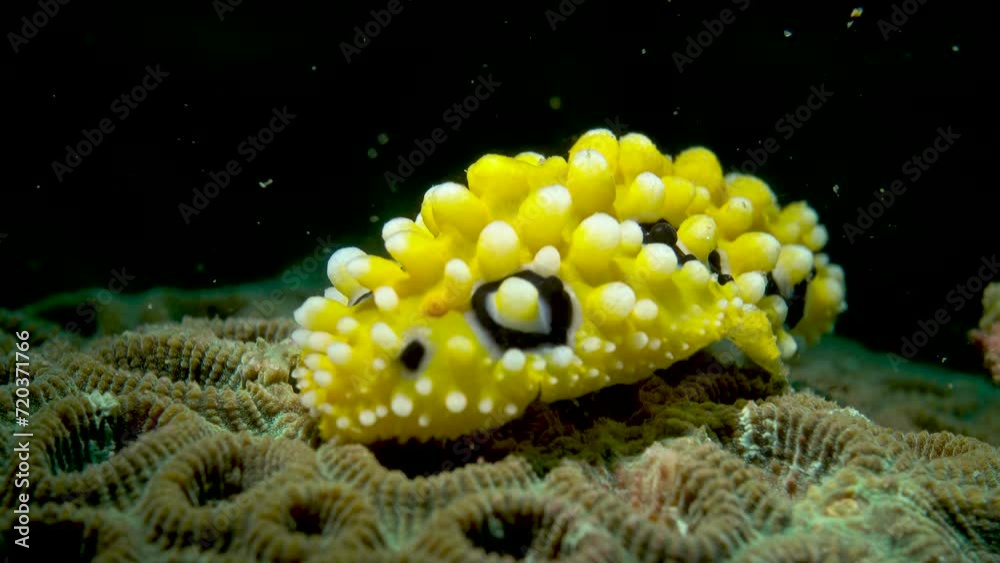 Phyllidia ocellata underwater yellow nobbed sea slug nudibranch stands ...
