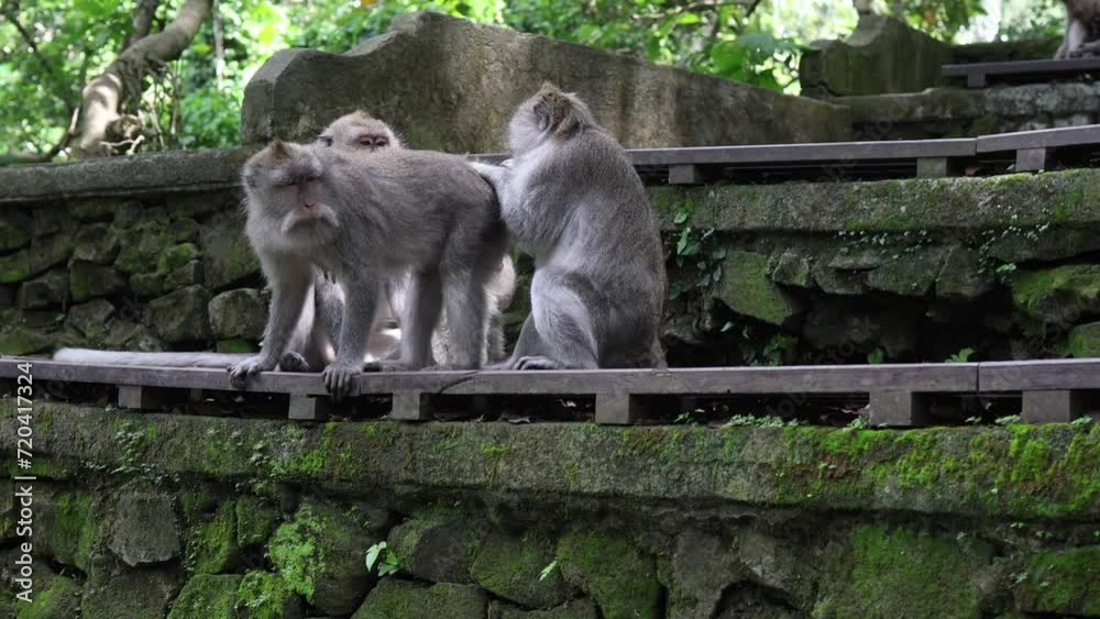 Vidéo Stock A group of monkeys groom each other's fur. Family of ...