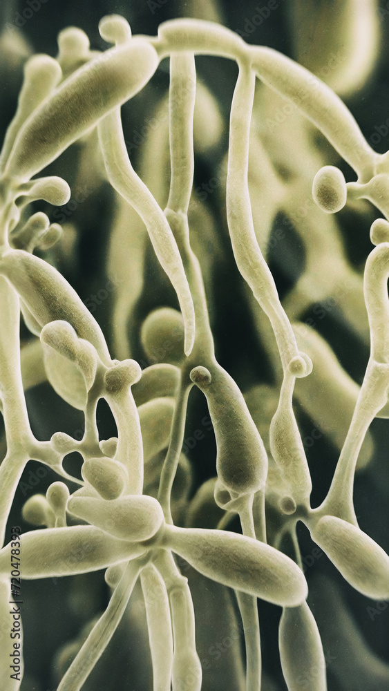 Bacteria, fungi, mold, and yeast on a dark background - candida yeast ...