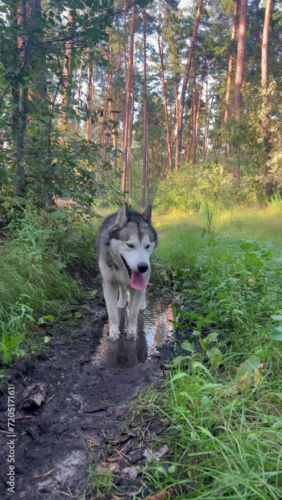 Dog and puddle. Walking with a dog in nature. Large white and gray ...