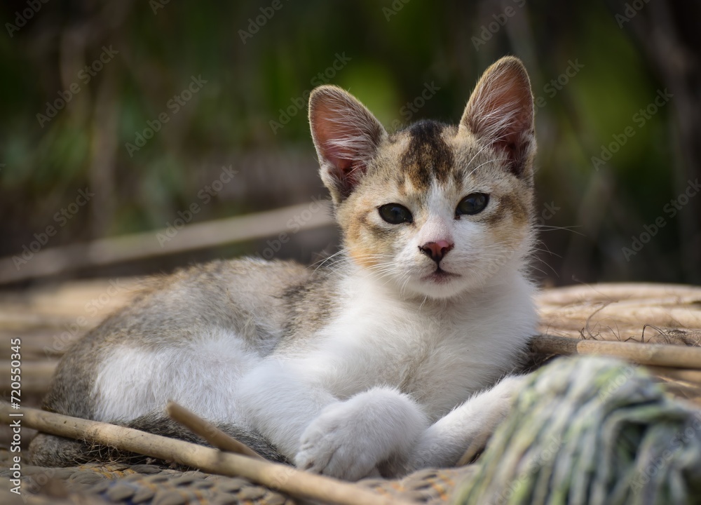 Adorable little cat sitting, cute kitten, Furry Cat, Beautiful Cat ...