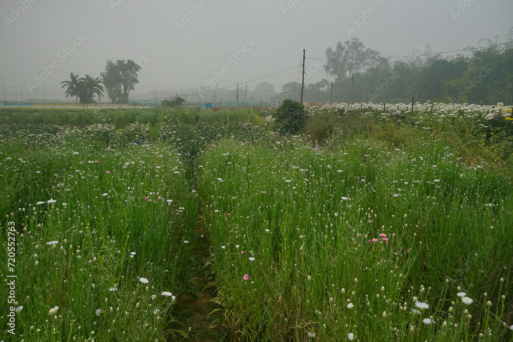 Multi-coloured aster flower garden of khirai, West bengal, India in ...