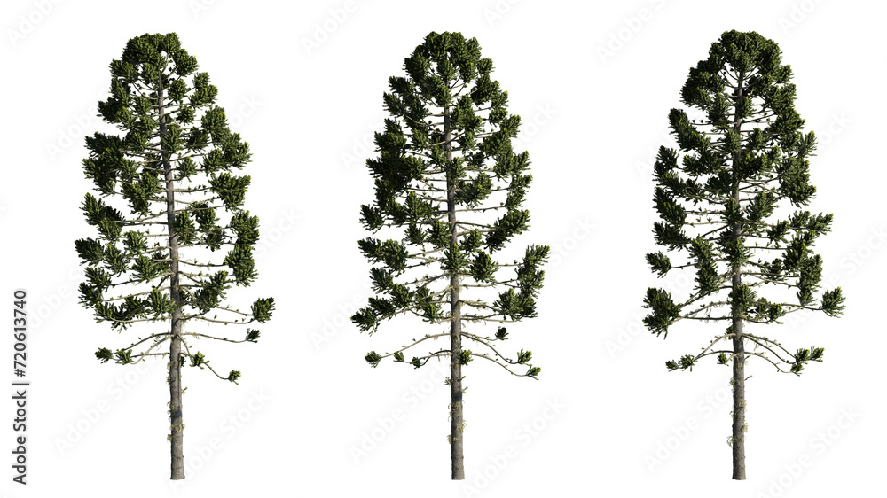 Set realistic coniferous trees 3D rendering on a transparent background ...