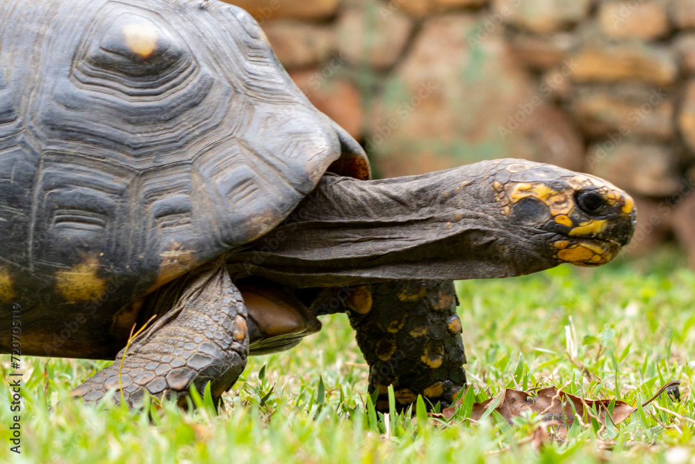 The red-footed tortoise also known as Jabuti-pitanga is a species of ...