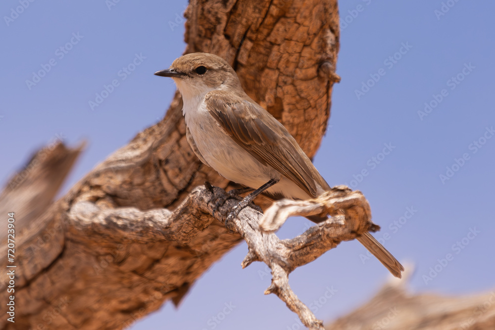 Marico flycatcher, Mariqua flycatcher - Bradornis mariquensis perched ...
