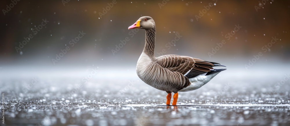 Majestic Greylag Goose Portraits: Graceful Greylag Goose Poses for ...