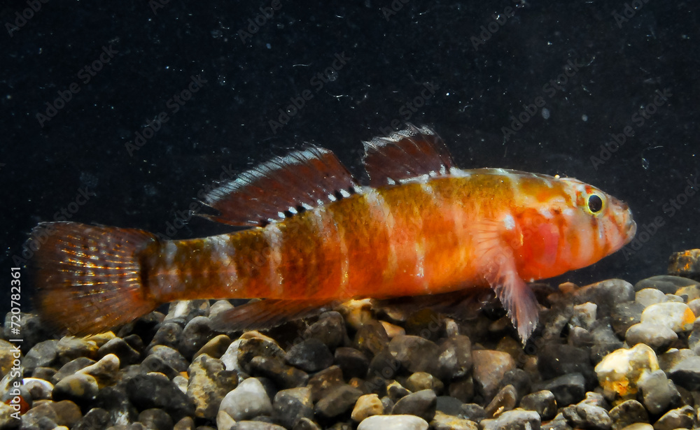 Steinitz's goby - Gammogobius steinitzi (Perciformes, Gobiidae), rare ...