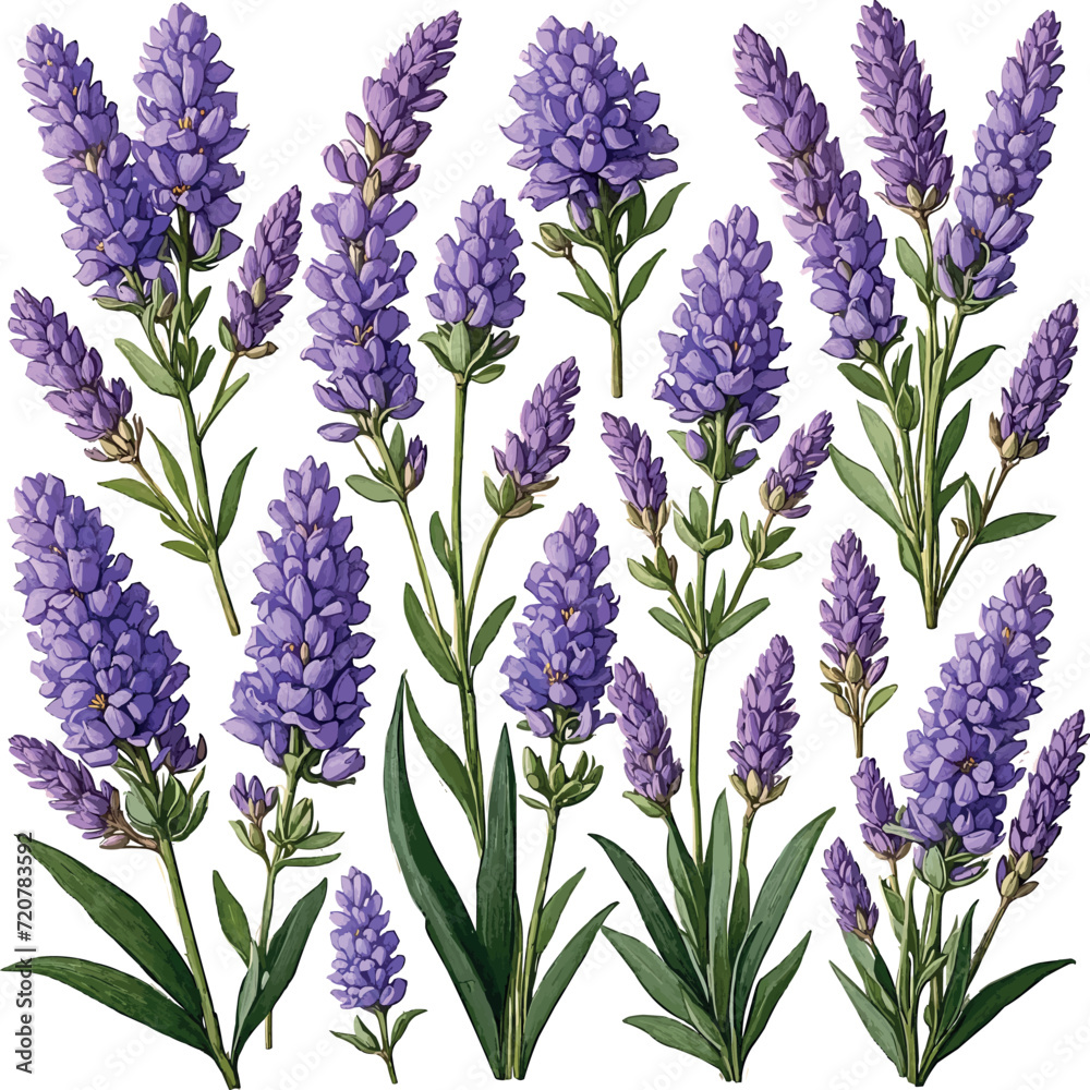 Beautiful lavender flowers vector illustration set on isolated ...