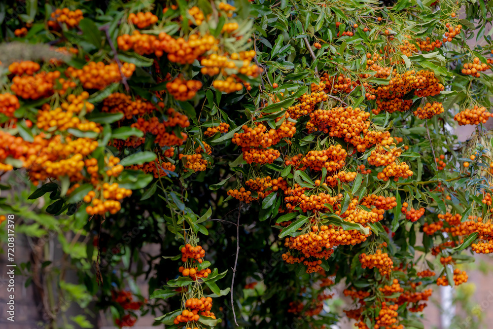 Selective focus of ripe red orange berries of Pyracantha coccinea in ...
