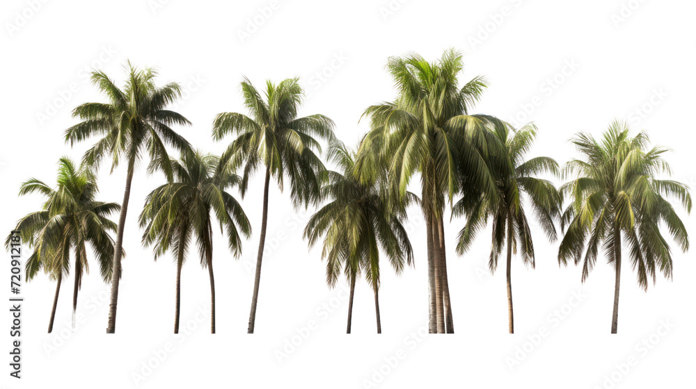 Cut out palm grove. Palm tree isolated on transparent and white ...