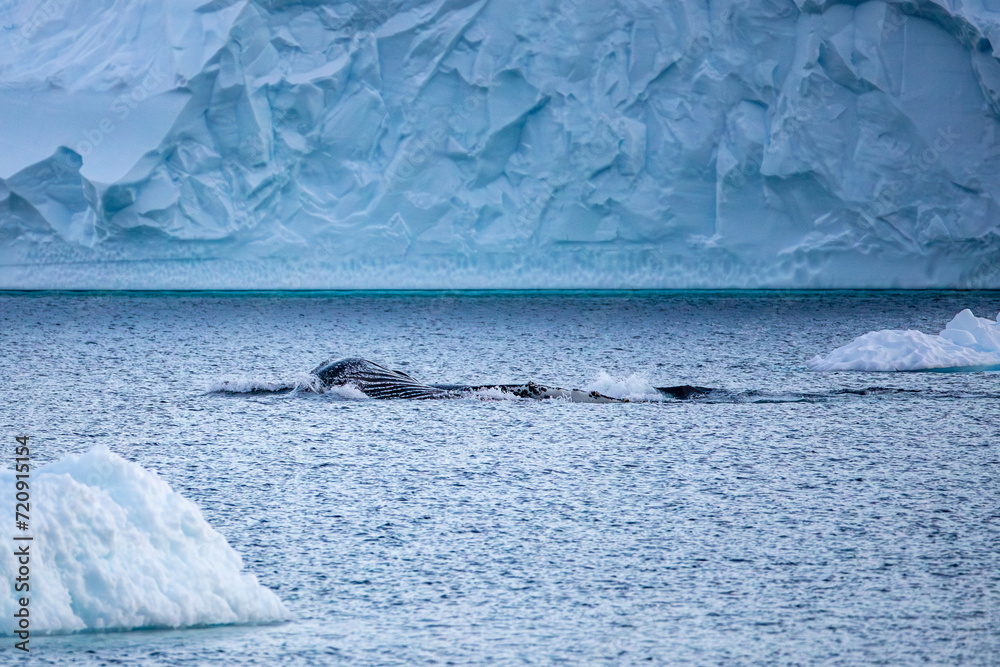 Humpback Whale fluke and fin behind a huge iceberg in Antarctica Stock ...