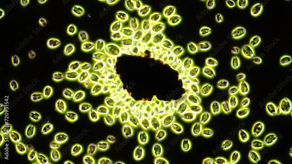 Beautiful and very active single-cell marine microalgae found in the ...