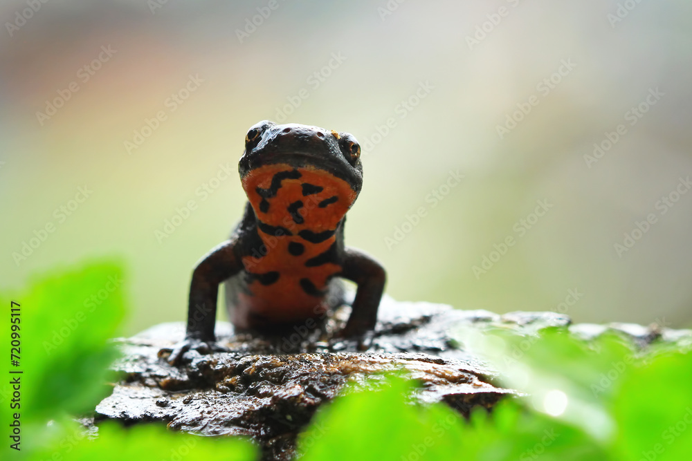 Salamander red belly front view, red belly amphibian closeup ...
